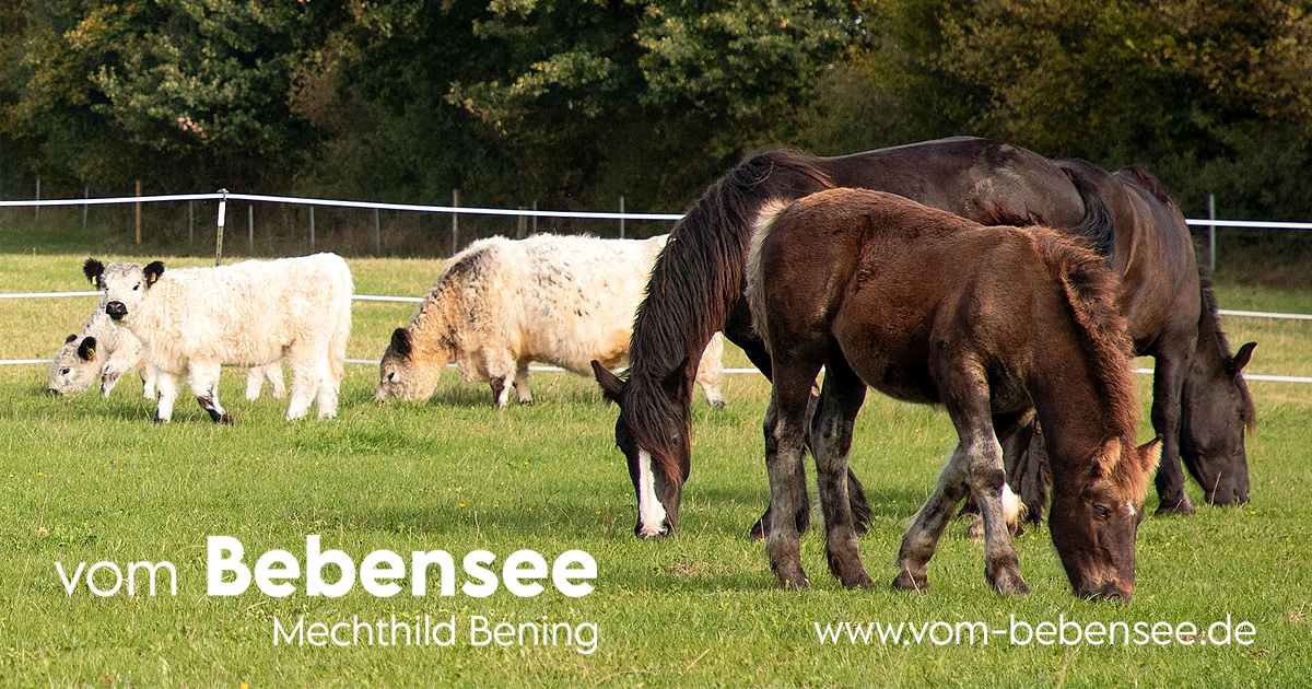 Vom Bebensee – White Galloways und Schleswiger Kaltblutpferde