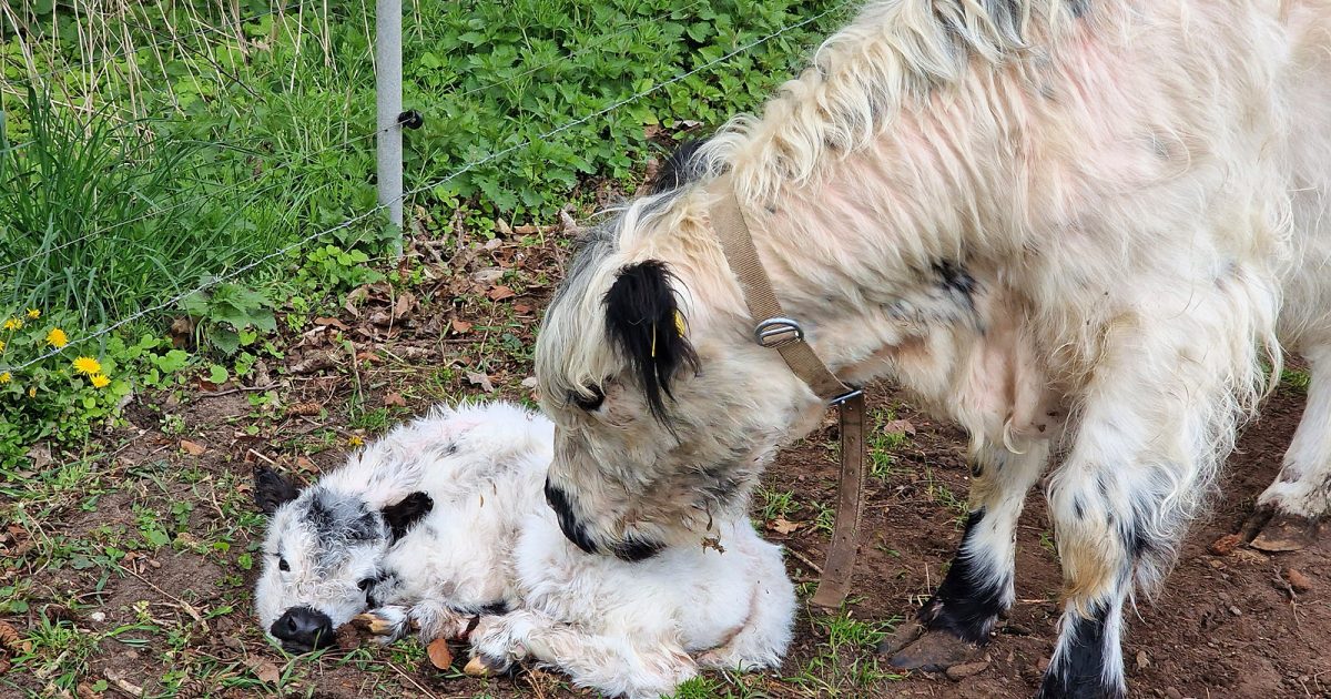 Mein erstes eigenes Kalb – Washington von Martin’s Hof – Vom Bebensee